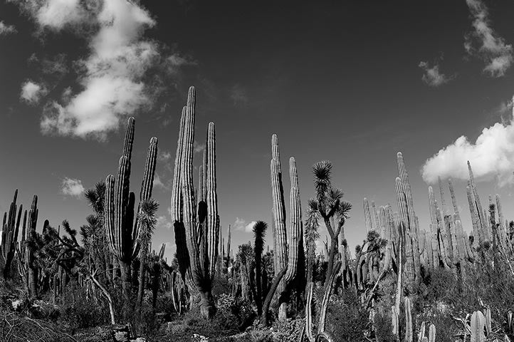 Devil Horse TV – Devil Horse Motorsports